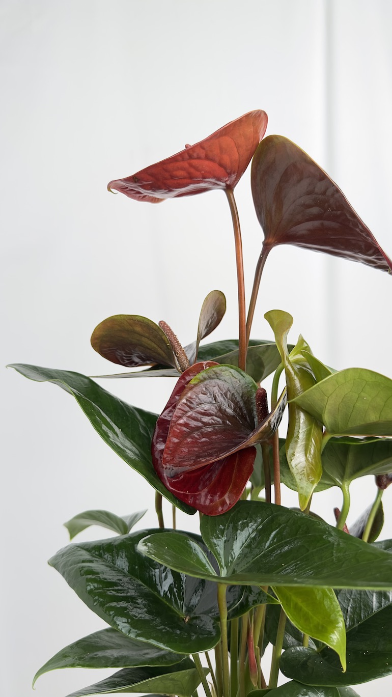 Anthurium Essencia