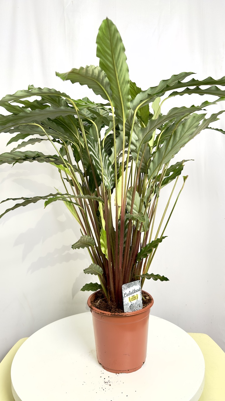 Calathea Rufibarba